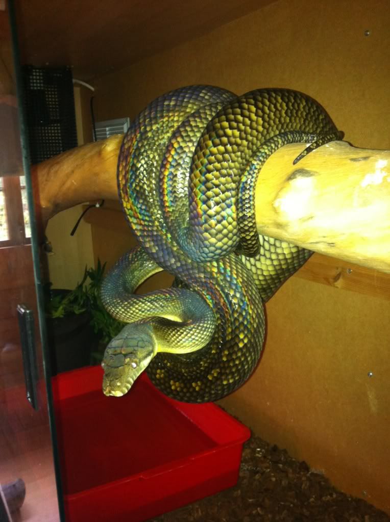 Amethystine Python Thread! | Reptile Forums
