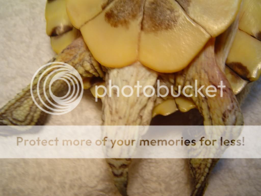 Reddish skin? :(( - EMERGENCY CARE - Turtle Forum