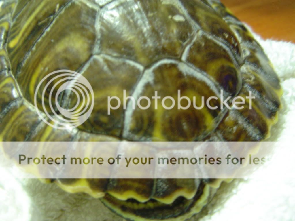 Turtle's shell problem.... white corpuscle? - EMERGENCY CARE - Turtle Forum