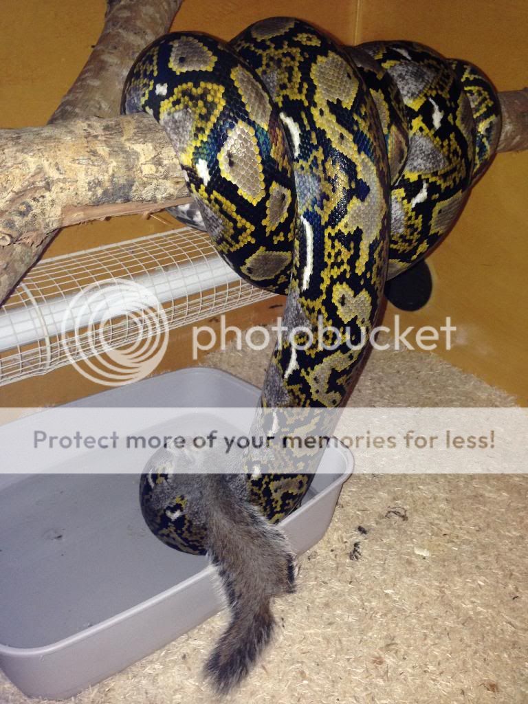 2010 Male Graniteback het anthrax Retic | Reptile Forums
