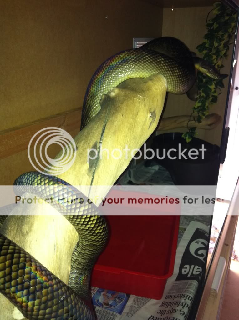 Morelia amethistina - oksibil scrub python | Reptile Forums