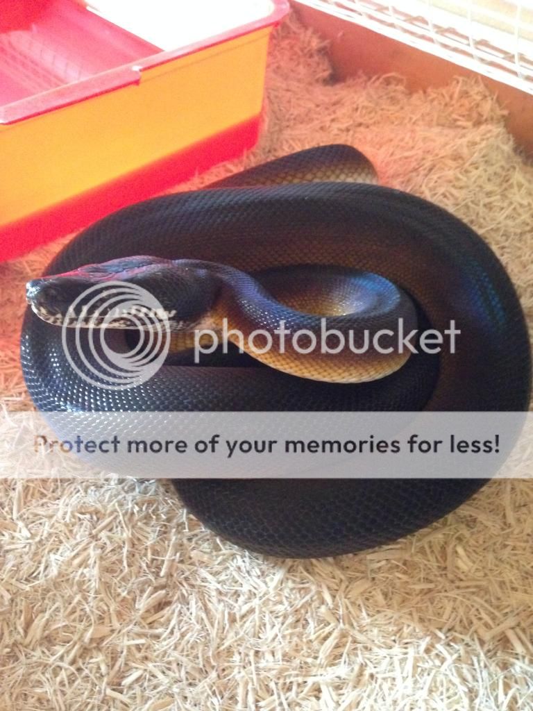 SE England - 1.1 Proven pair of whitelip pythons | Reptile Forums