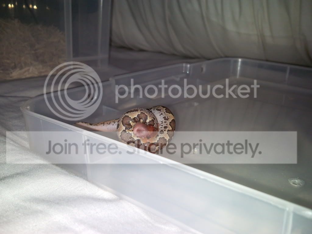 Guts galore...sand boa's first unaided whole pinkie | Reptile Forums