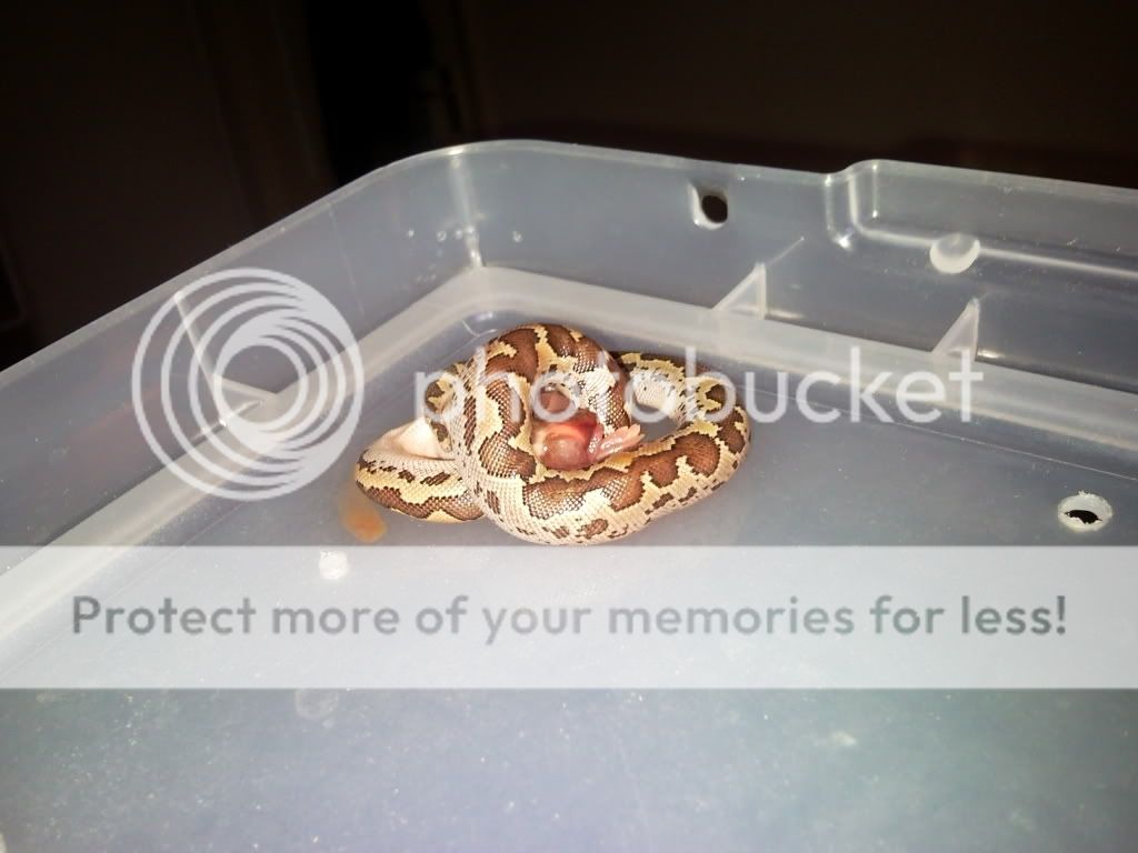 Guts galore...sand boa's first unaided whole pinkie | Reptile Forums