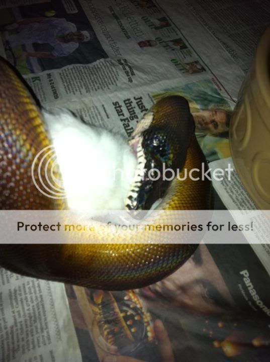 My beautiful BIG Whitelipped python eating her first rabbit | Reptile ...