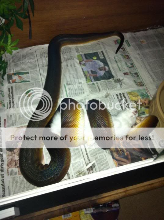 My beautiful BIG Whitelipped python eating her first rabbit | Reptile ...