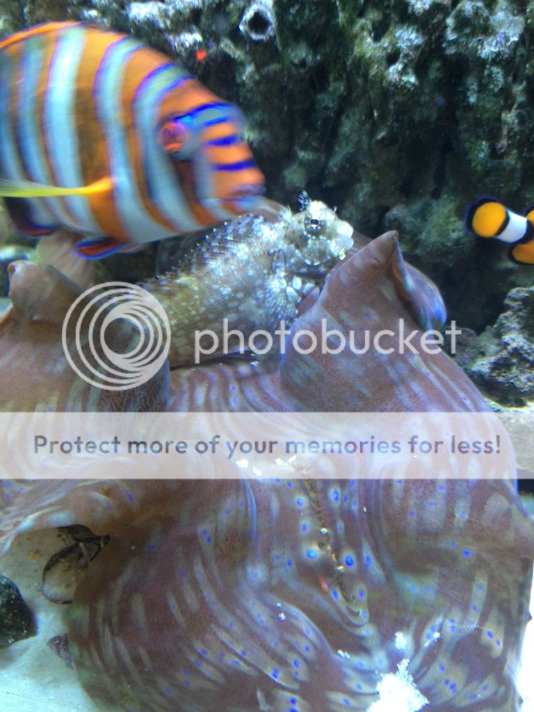 Lets see those CLAM photos! Clams that you have, had, or even ...